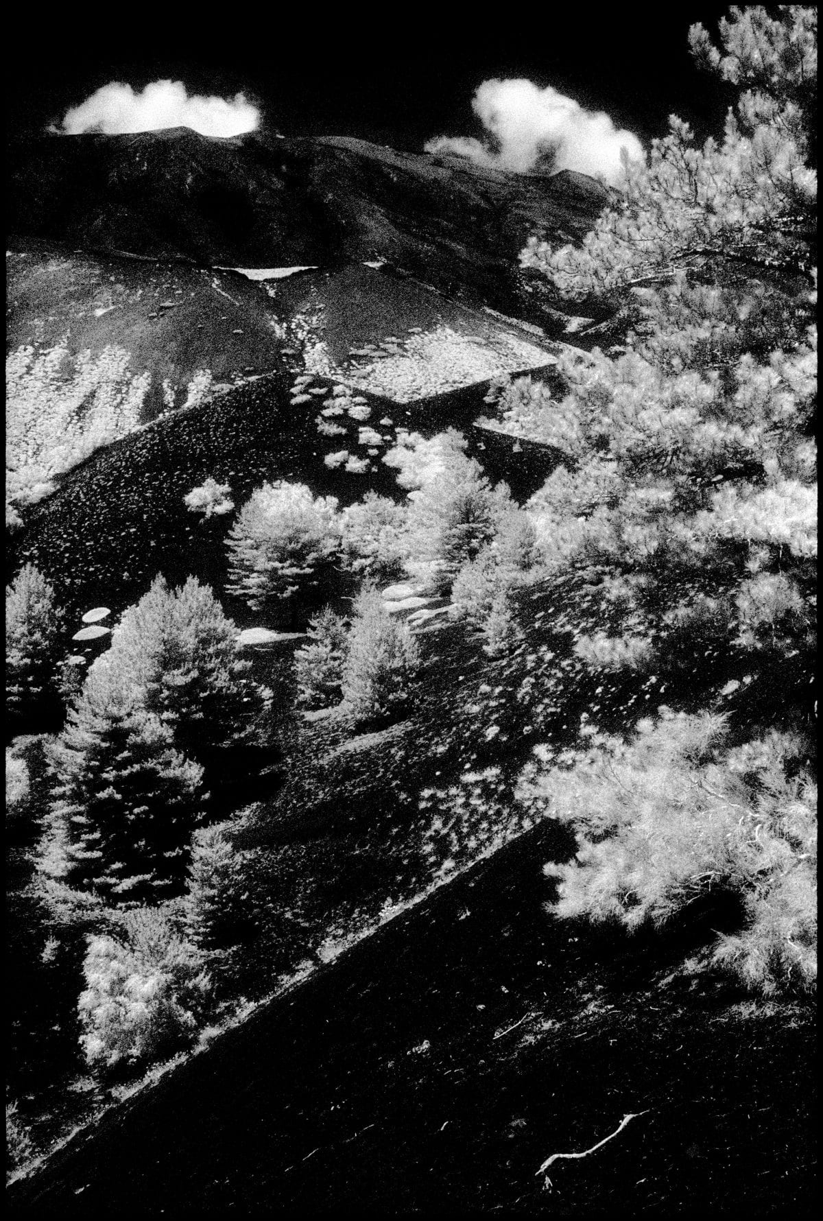Nan Rae Gallery Presents Sentience: Photographs by Edward Alfano and ...